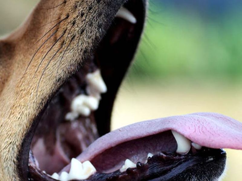 Kitalo! Embwa y’awaka etabuse n’erumaaruma bbebi wa Dr. Andrew Obuku n ...